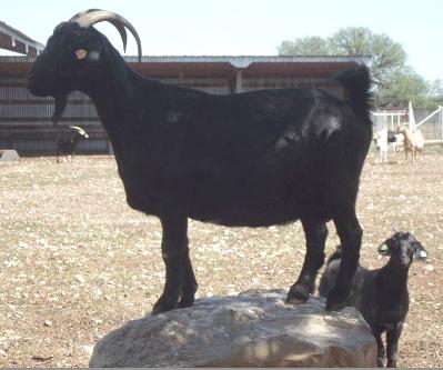 Meat Goat Mania June 2013