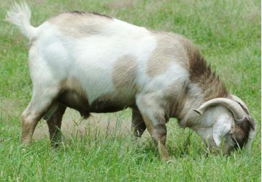 Meat Goat Mania June 2013 p.3