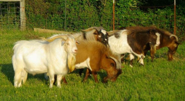 Meat Goat Mania May 2017 p.2